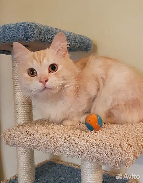 Золотой мальчик ищет дом