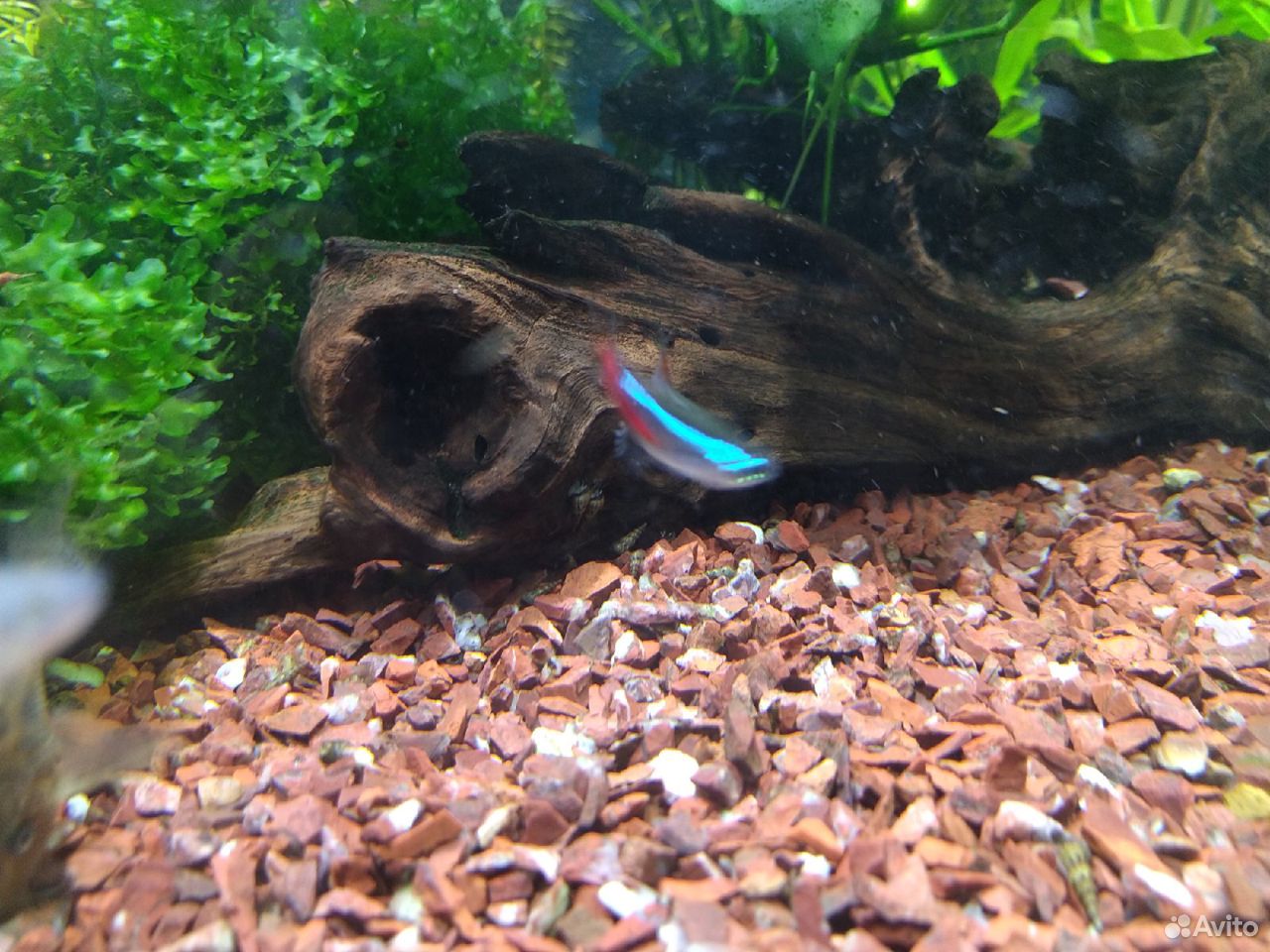 Мелания грунтовая