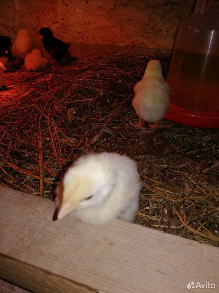 Цыпленок бройлерный