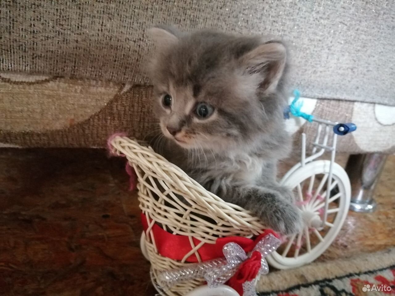 Милая, игривая, забавная кошечка. 1,5 месяца. Приу