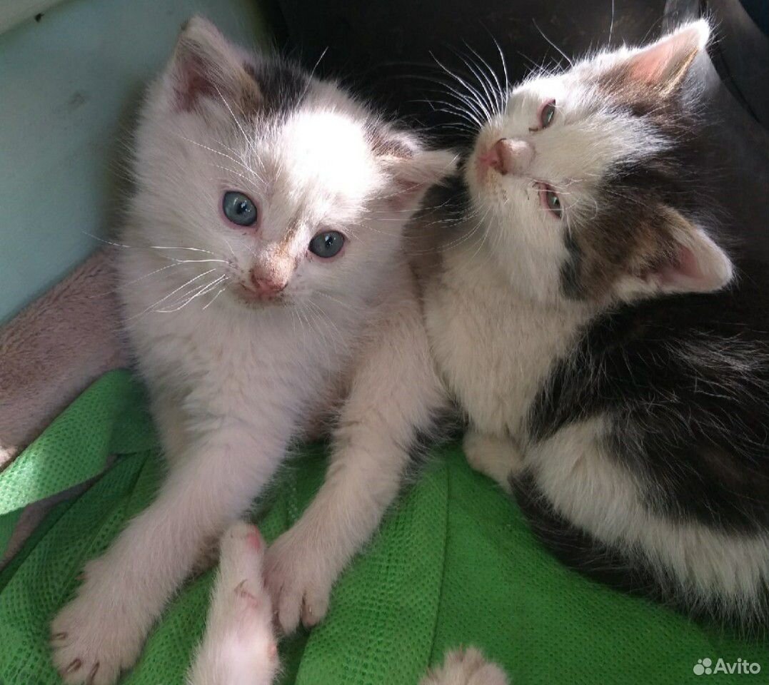 Котят выбросили на помойку