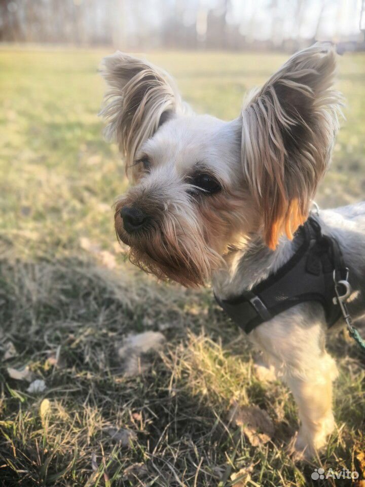 Йоркширский терьер