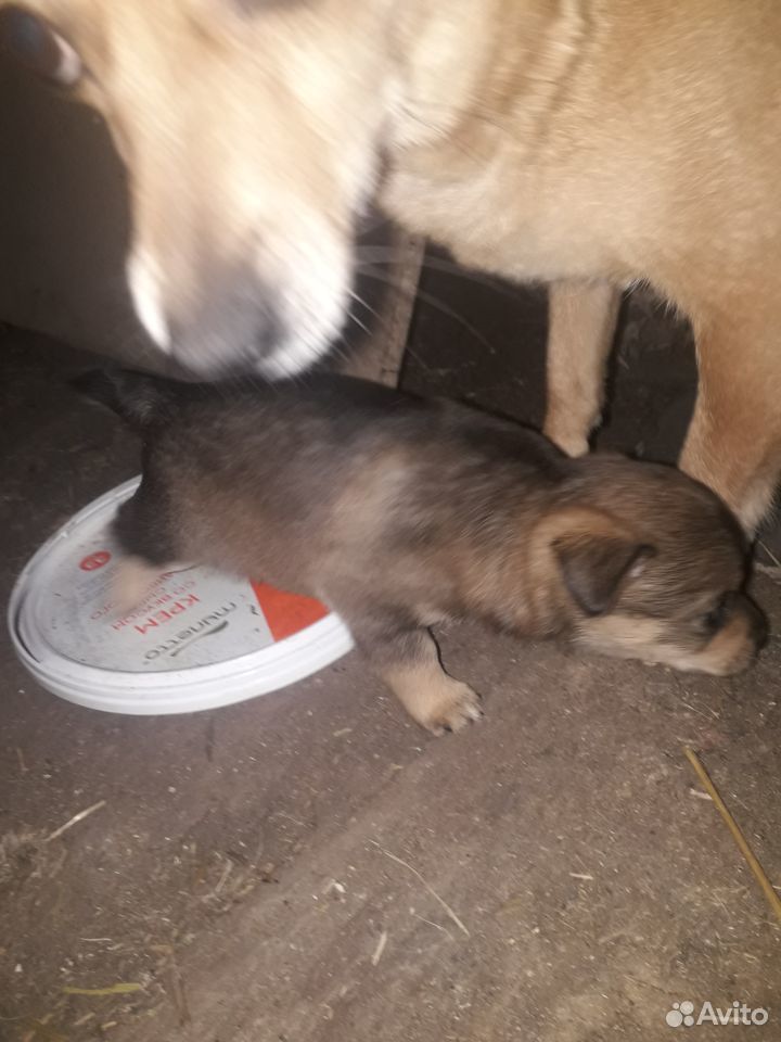 Щенки той-терьер + пинчер