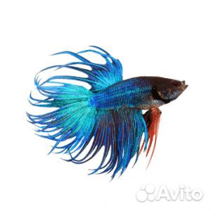 Бойцовая рыбка "Петушок"