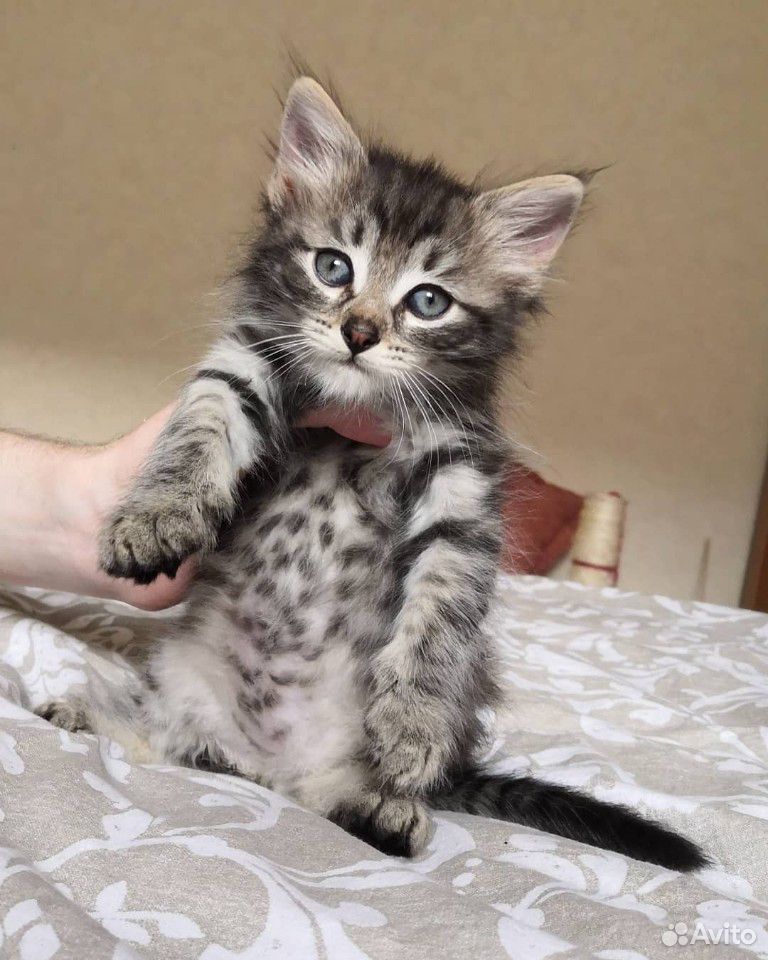 Котенок в дар