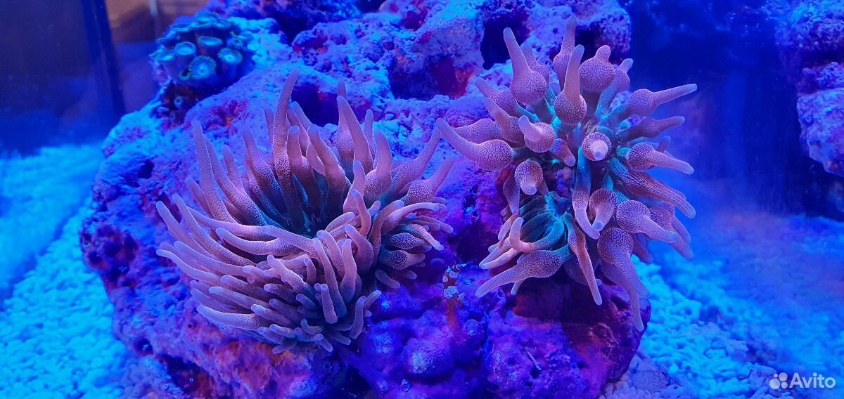 Актиния пузырчатая квадриколор