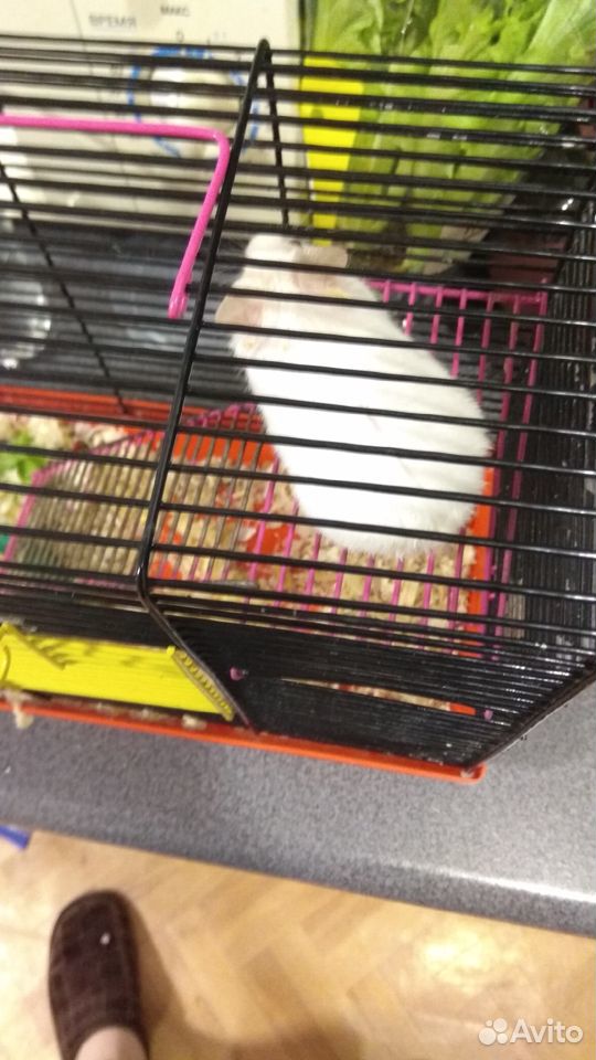 Сирийский хомячек