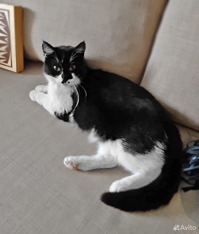 Кошка панда Мася