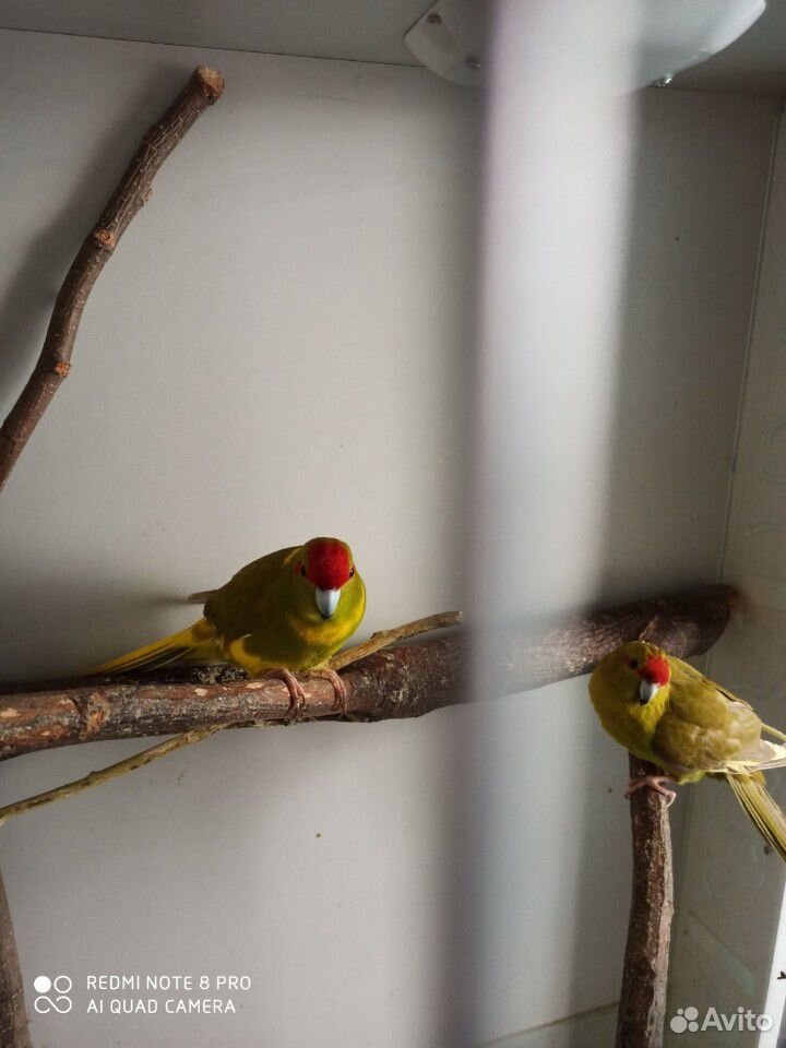 Попугай какарик