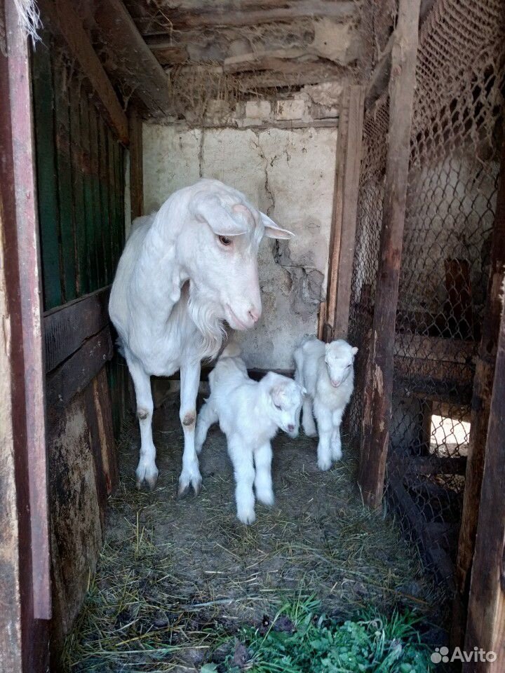 Козочка и козлёнок зааненской породы