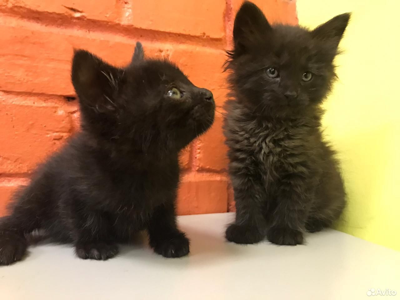 Дымчатые котята