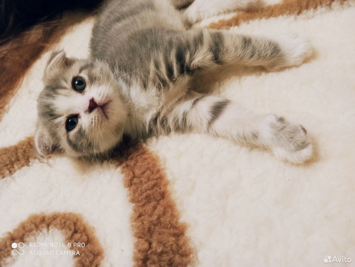 Шотландская