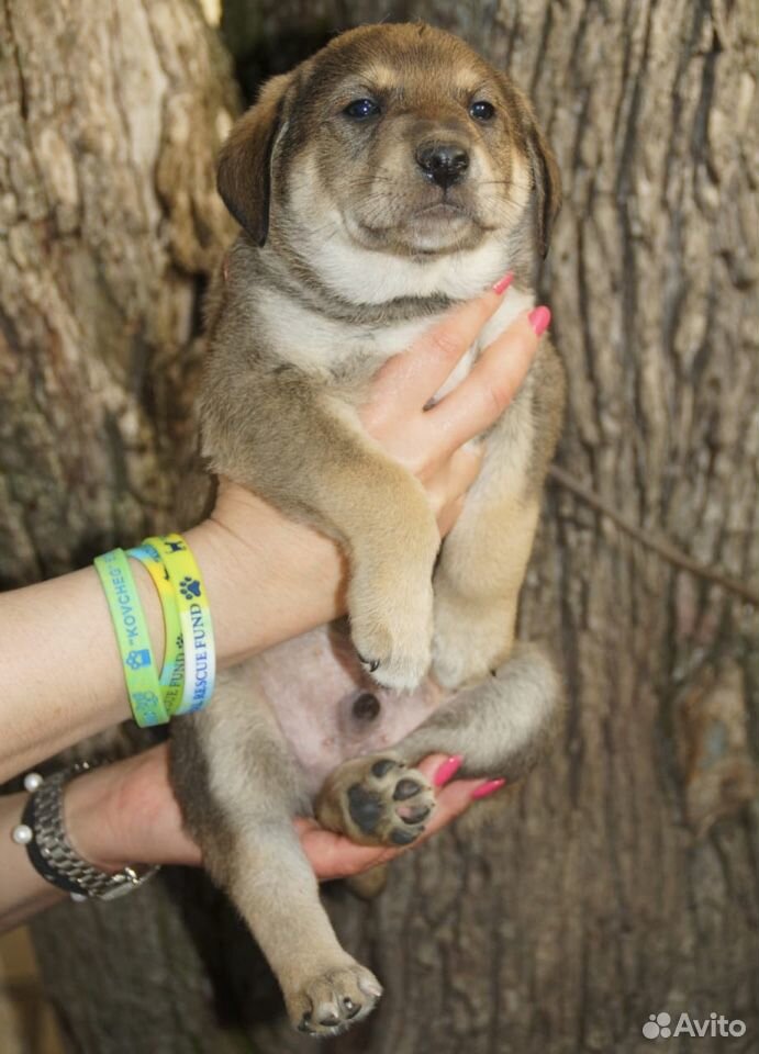 В хорошие руки щенки с доставкой