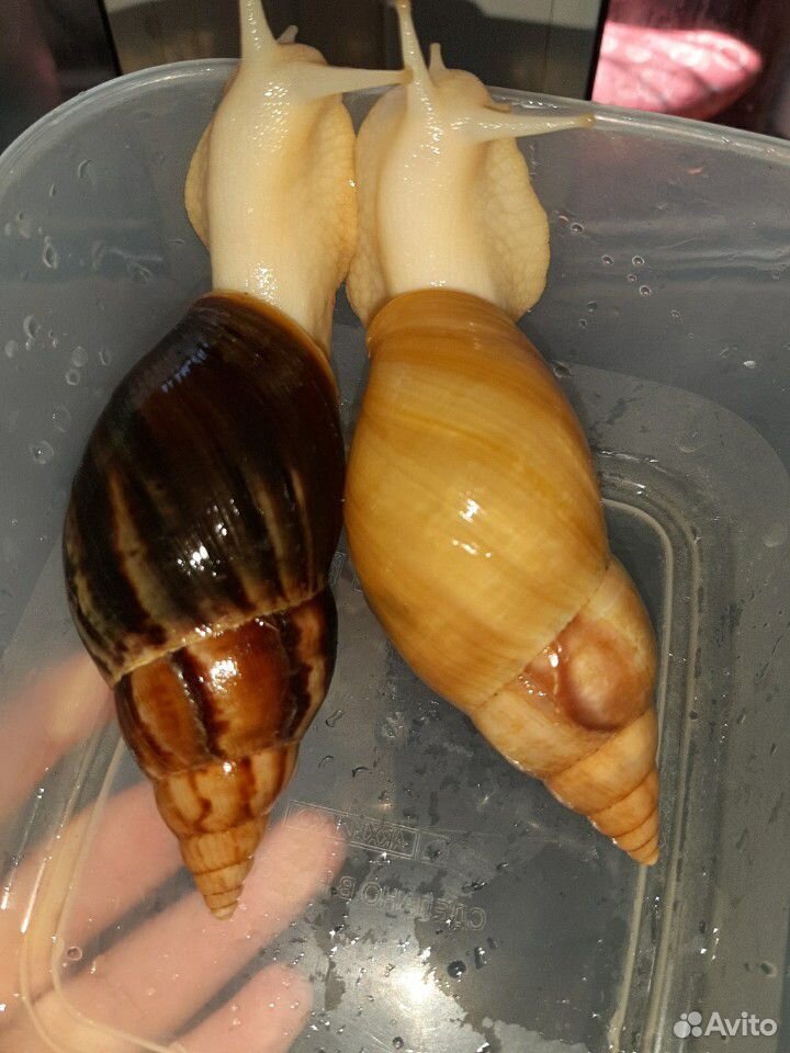 Улитка Ахатина
