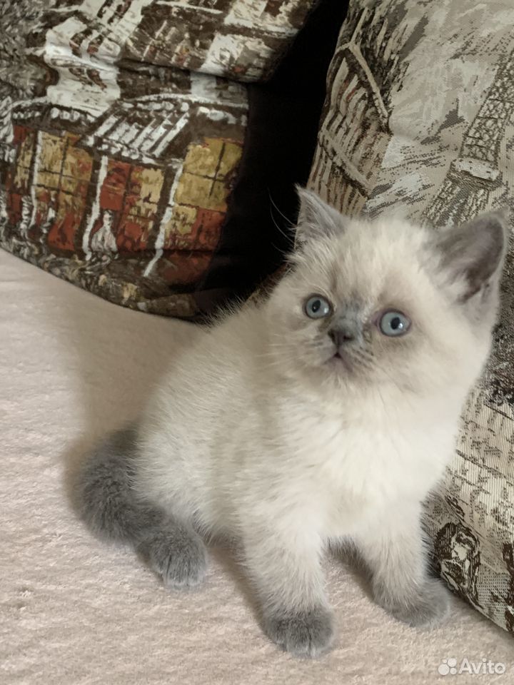 Шотландские котята