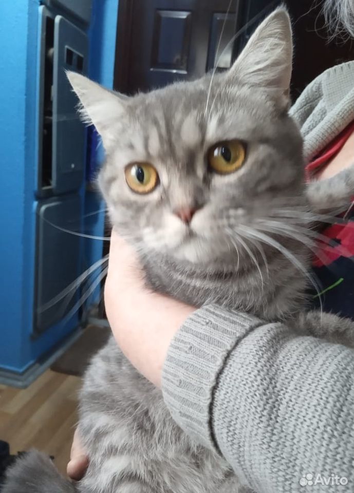 Невероятная красавица Эшли ищет семью