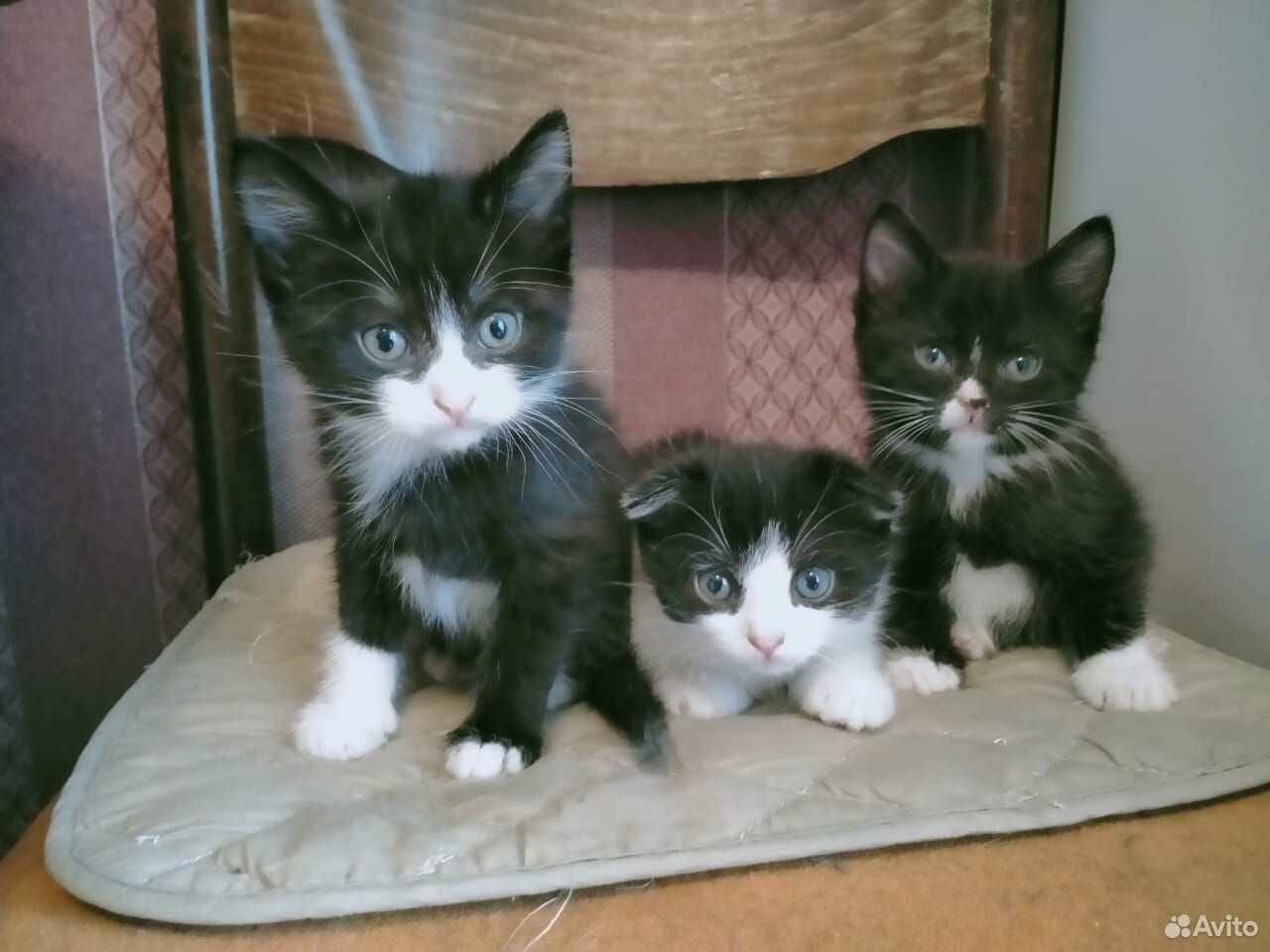 Котята- ребята в добрые руки