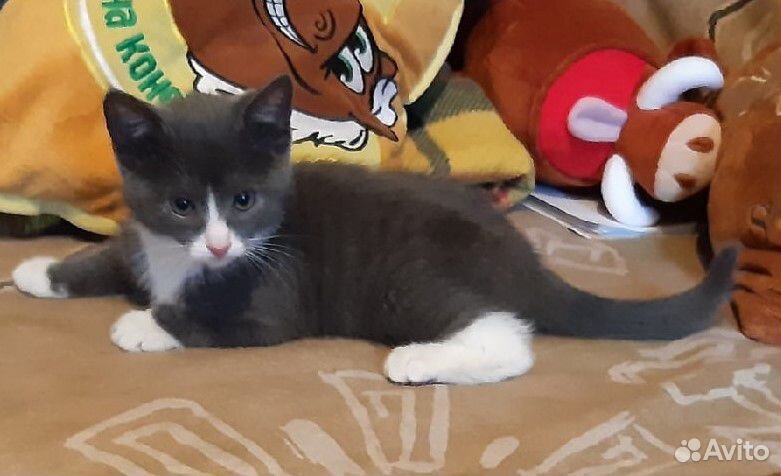 2-ух месячной серо-голубой кисульке нужен дом