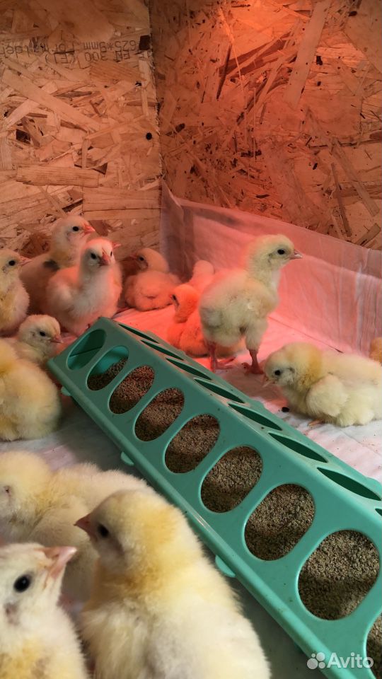 Цыпленок бройлер кооб 700