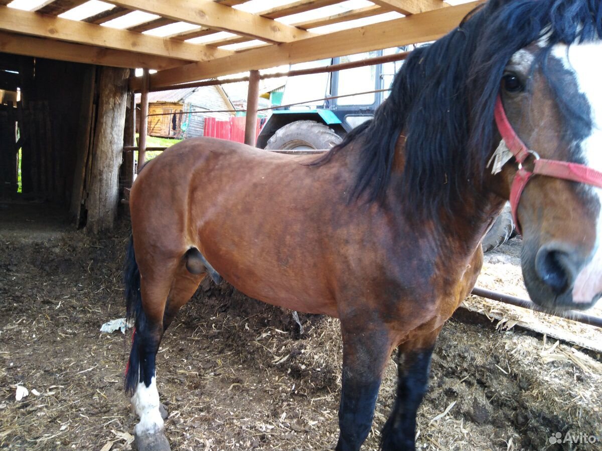 Владимирский жеребец