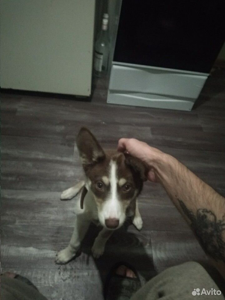 Собака Хаски