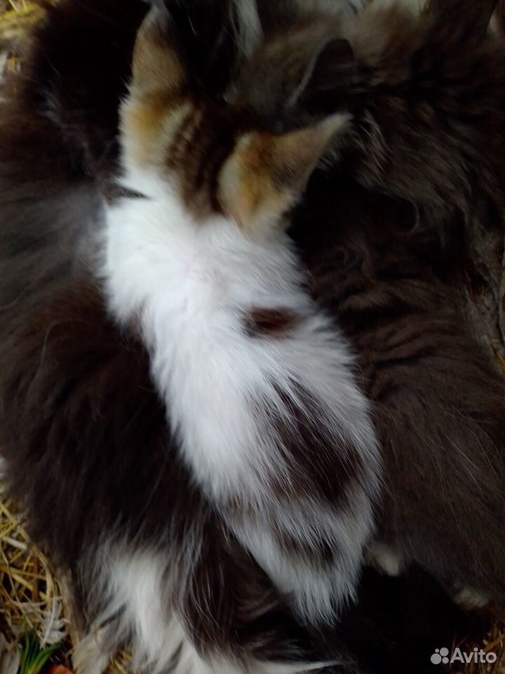 Отдам котят