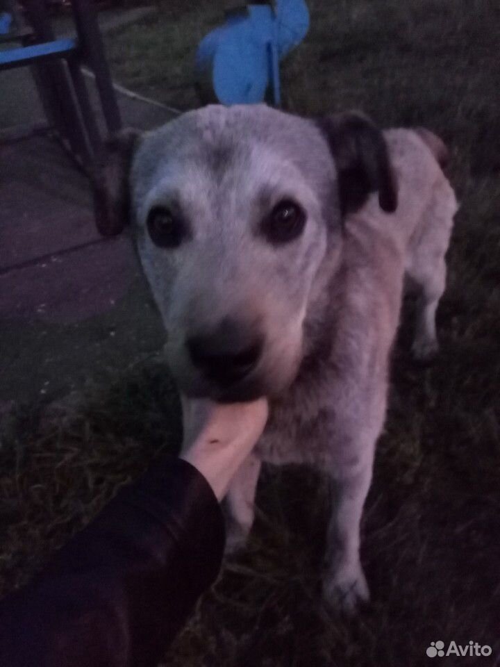 Щенок мальчик в добрые руки