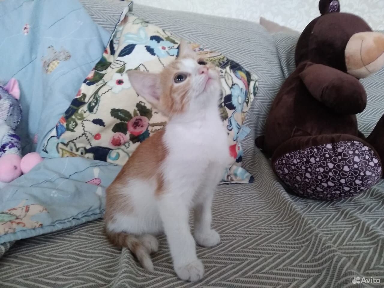 Котёнок Фунтик 2 мес ищет дом