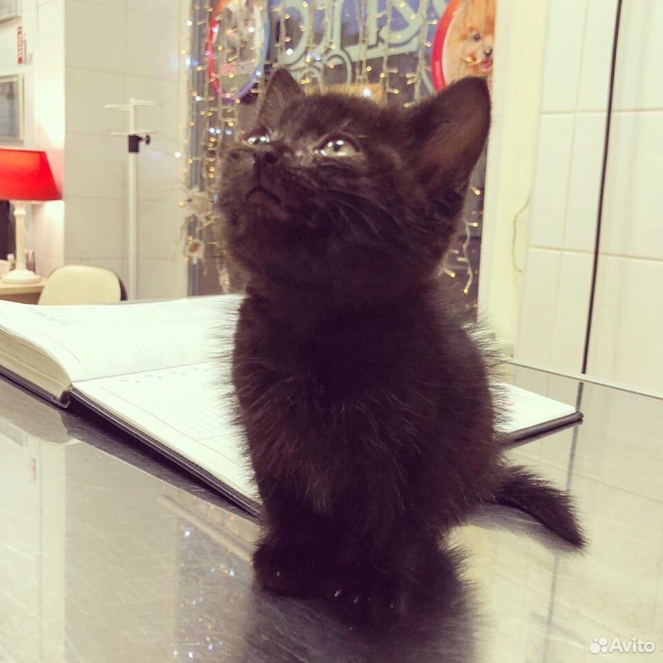 Котёнок удача