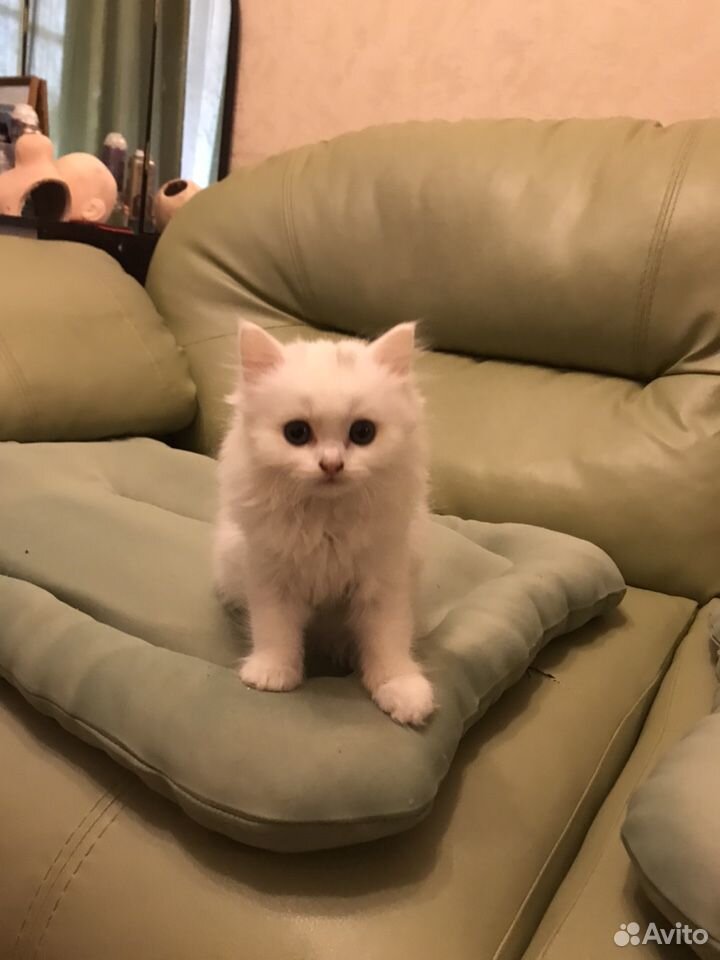 Кошечка шотландская