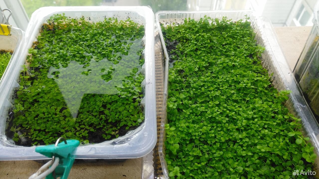 Монте Карло, Кристмас мох, Утрикулярия