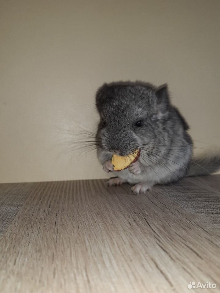 Шиншилла девочка