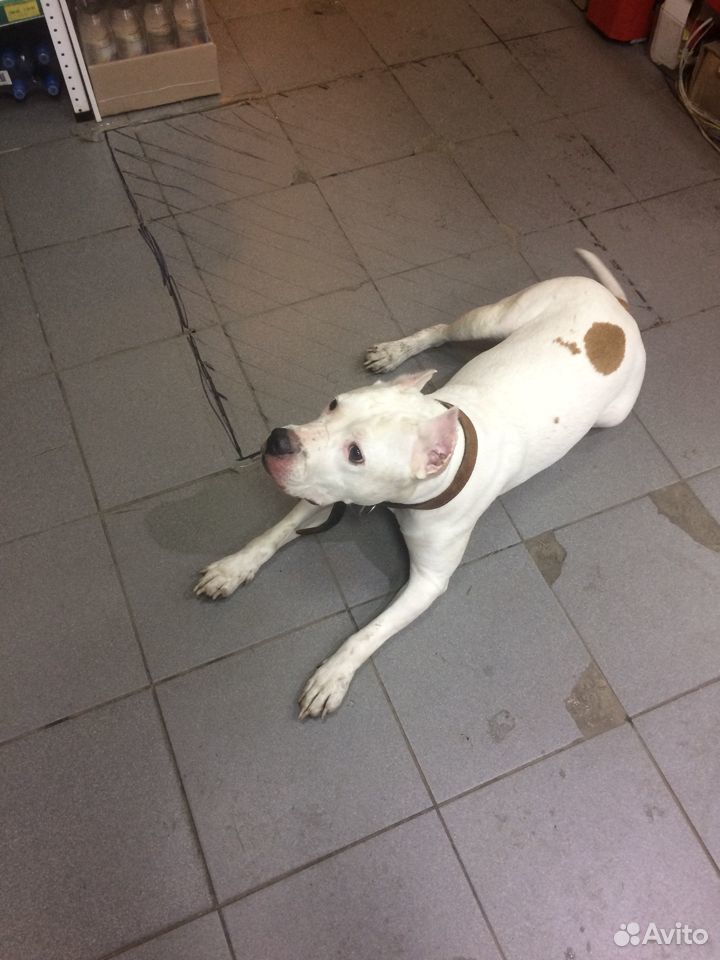 Найдена Сабака