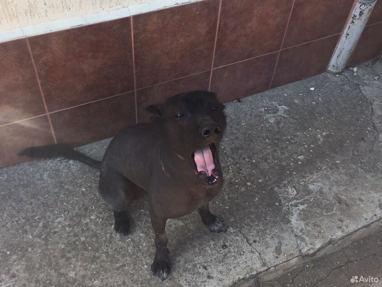 Кабель ксолоитцкуинтли, мексиканская-хохлатая вязк