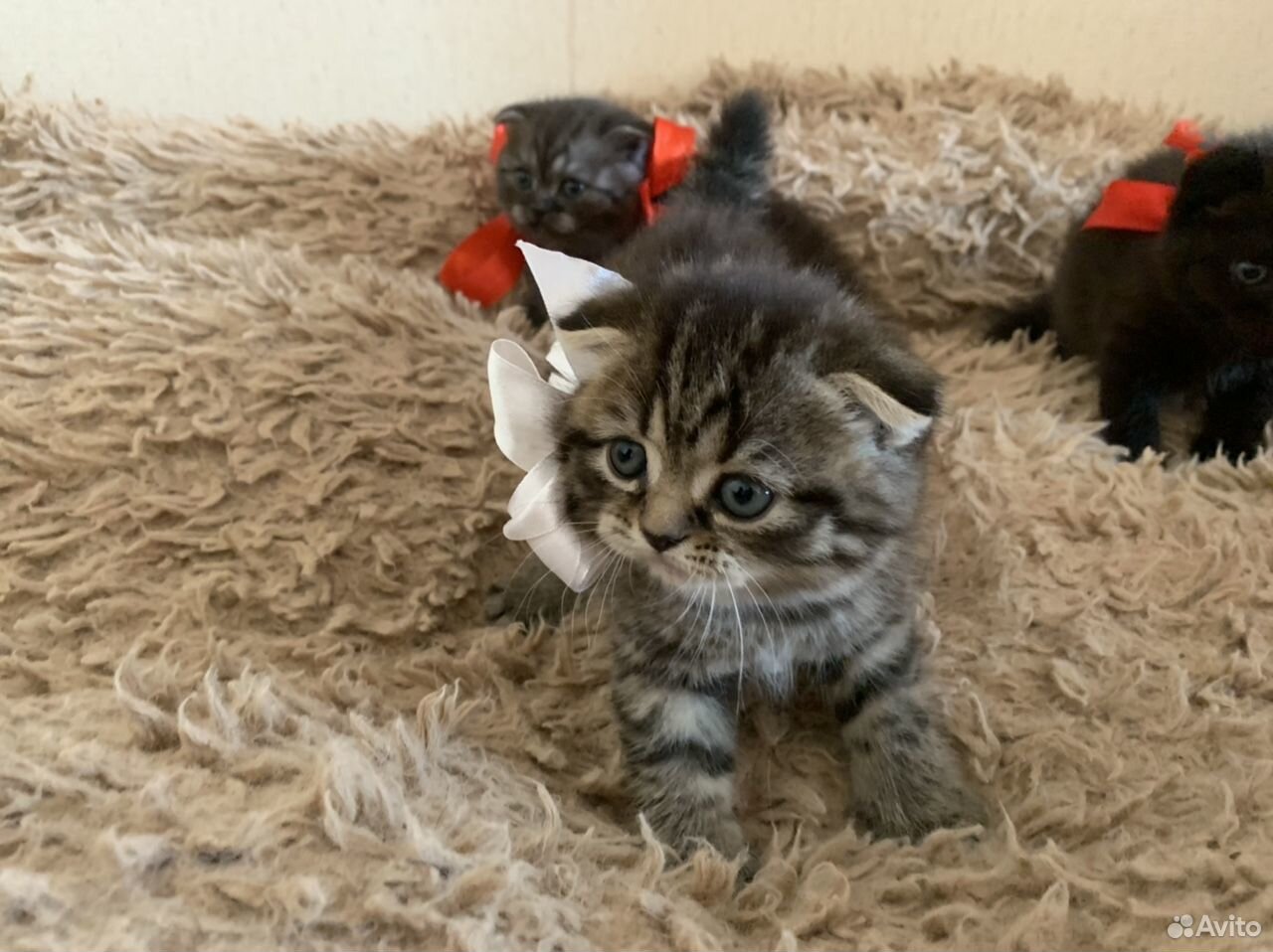 Шотландская