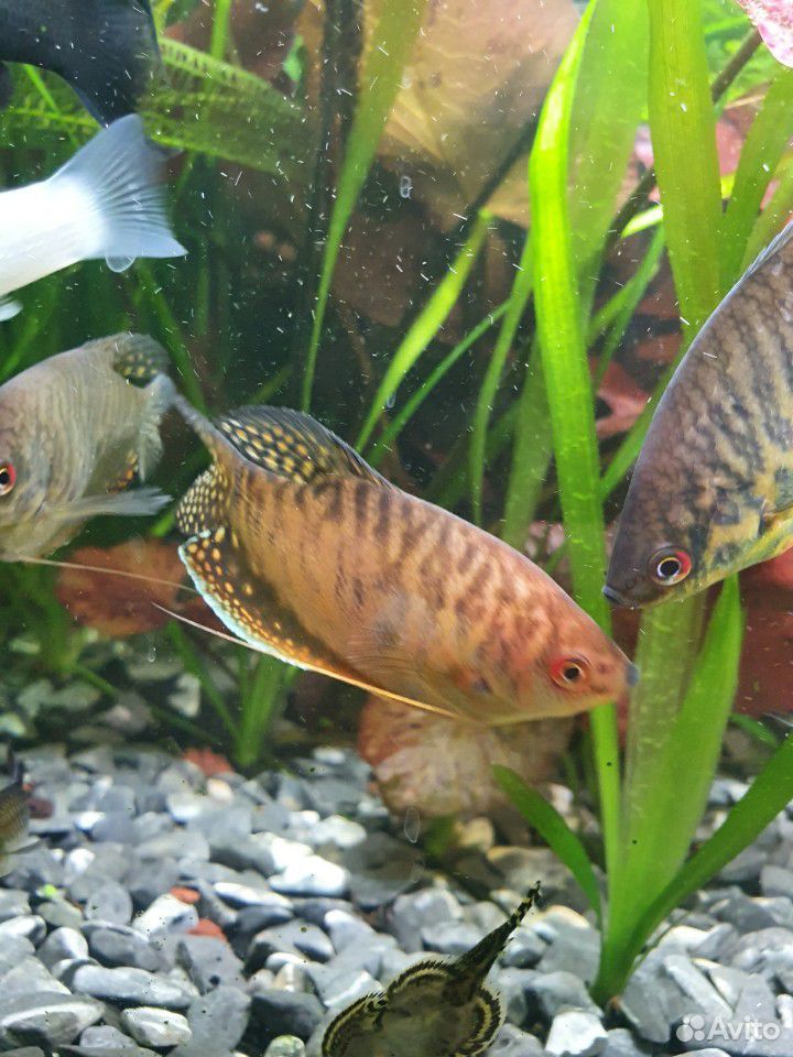 Аквариумные рыбки