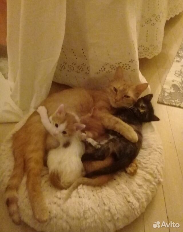 Котята майские в добрые руки