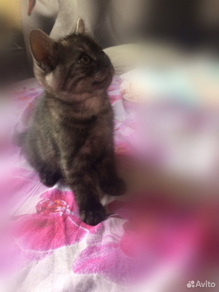 Котёнок