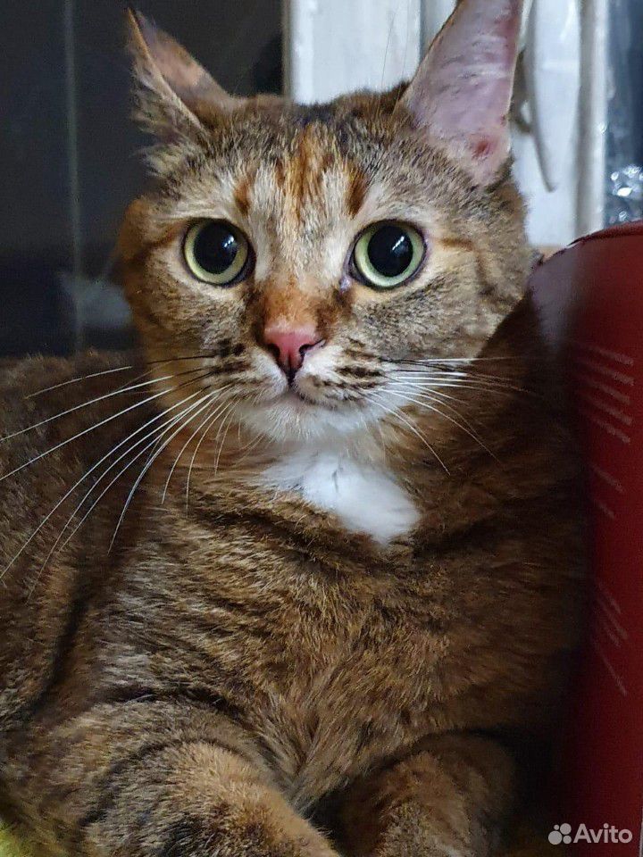 Идеальная стерелизованная кошечка в дар