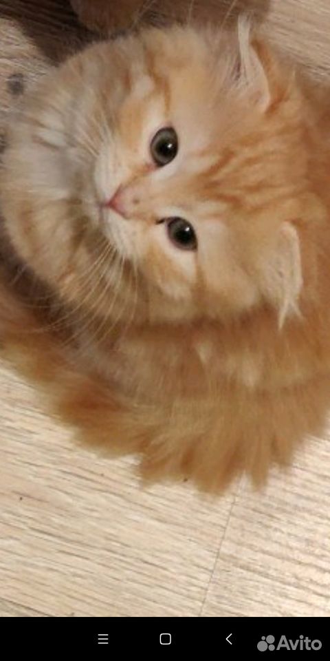 Британские котики в хорошую семью