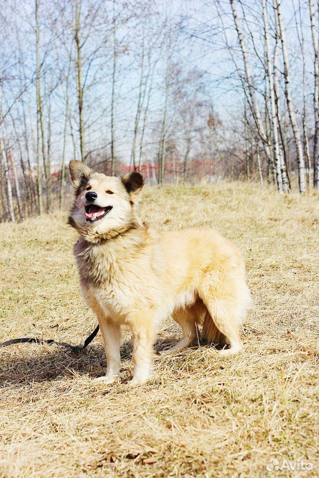 Собака Тони в дар