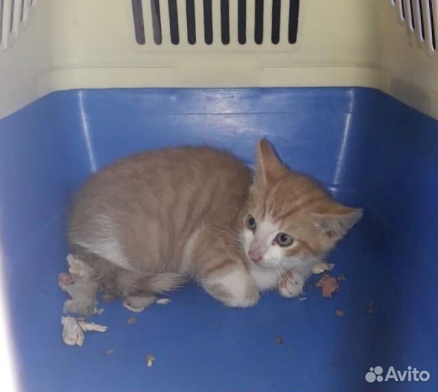 Спасите маленького котёночка Ему нужна семья