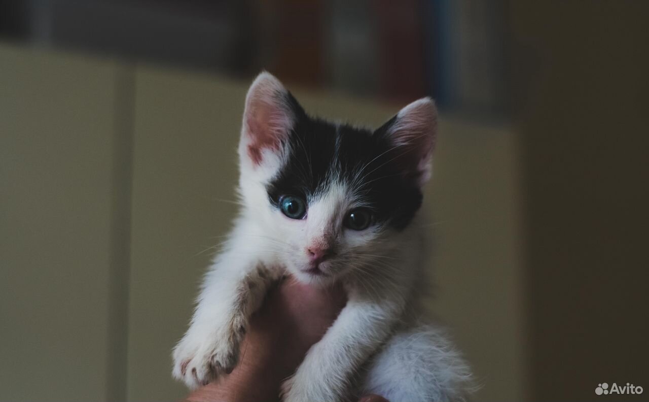 Максик,1,5 мес,в поисках дома