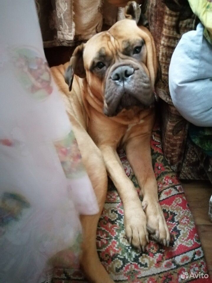 Бульмастиф