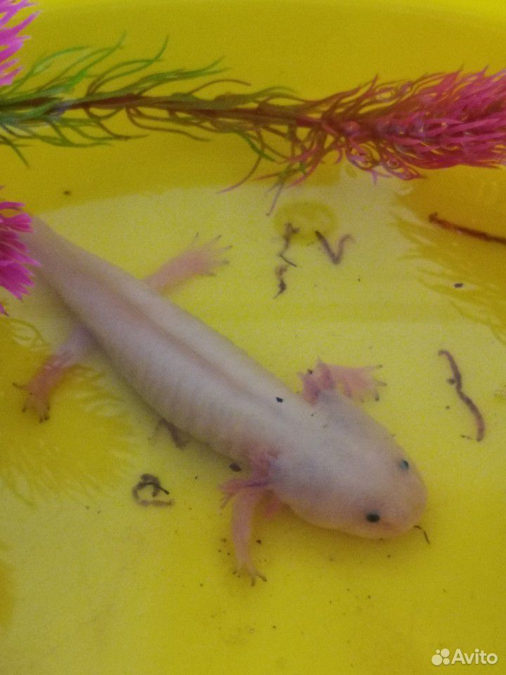 Тритон-Аксолотль