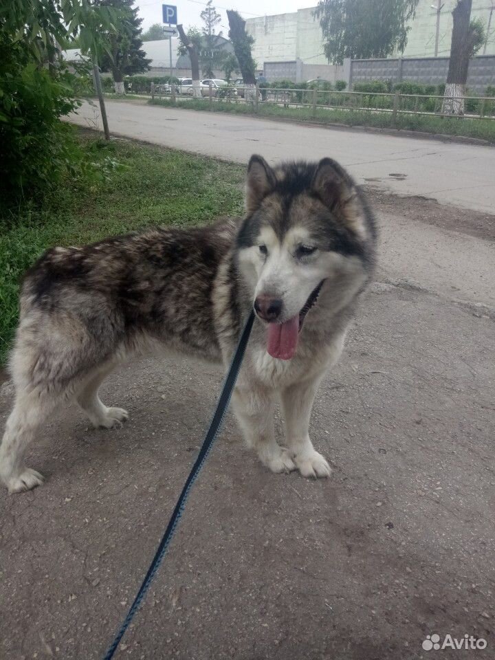 Отдаем маламута