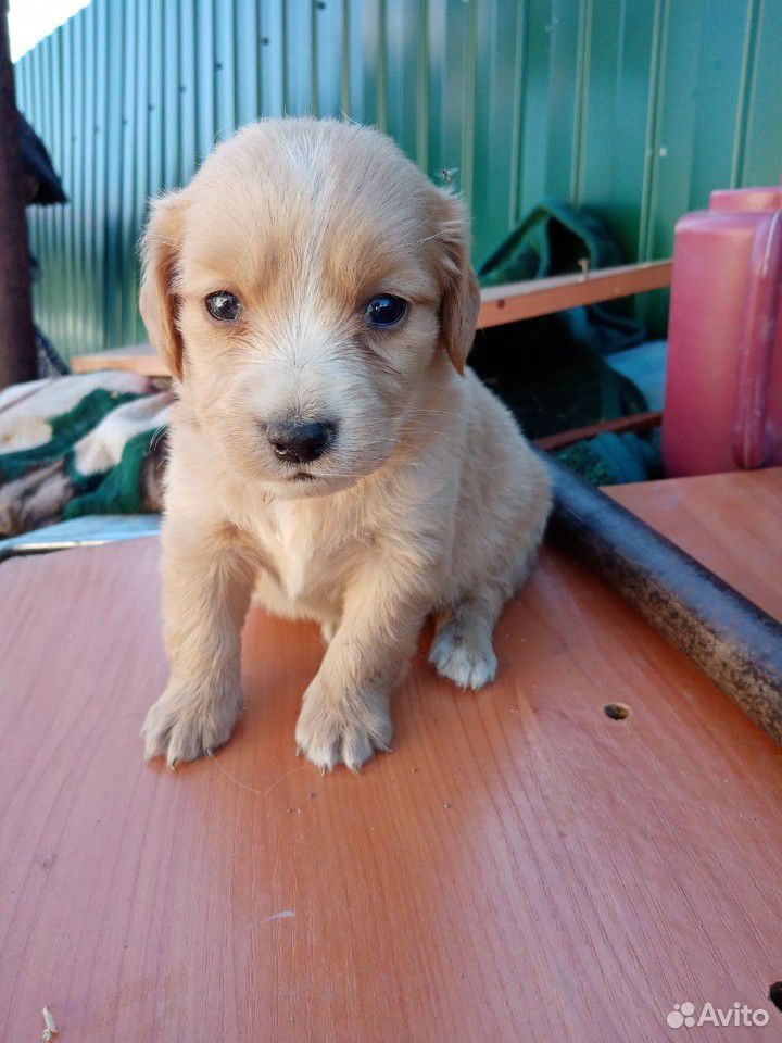 Щенок спаниеля