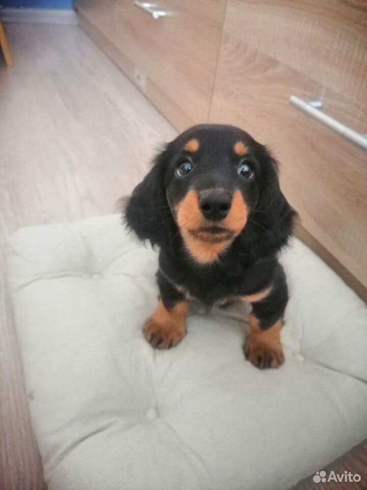 Такса длинношерстная карликовая девочка 2 месяца