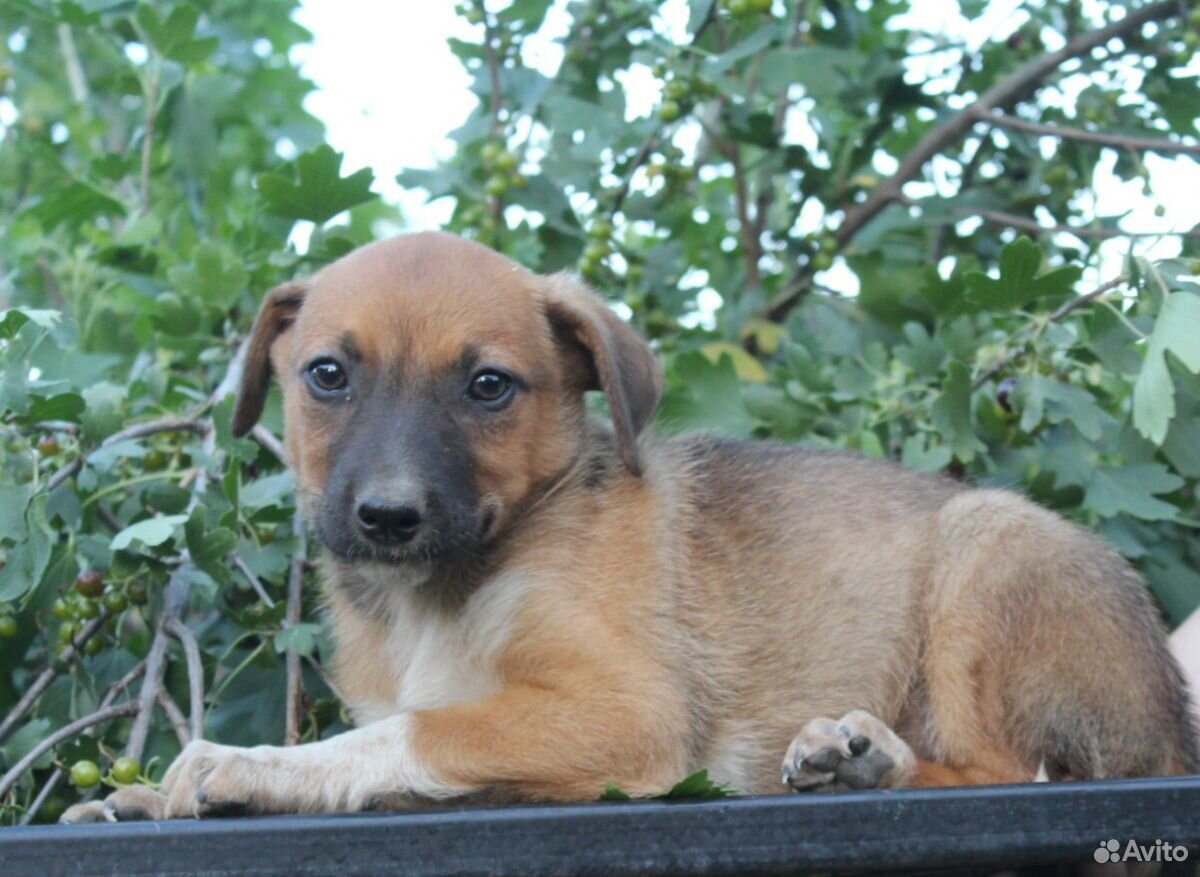 Бобик в добрые руки