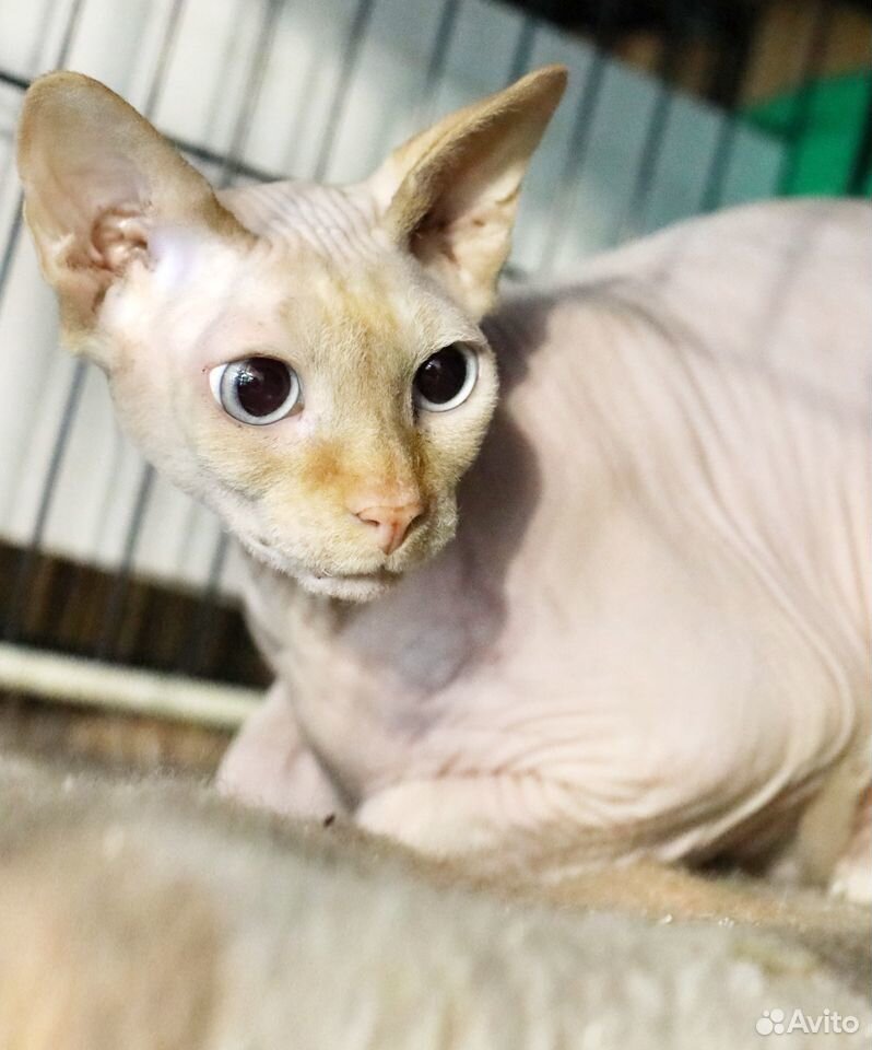 Соломон - ласковый сфинкс ищет дом